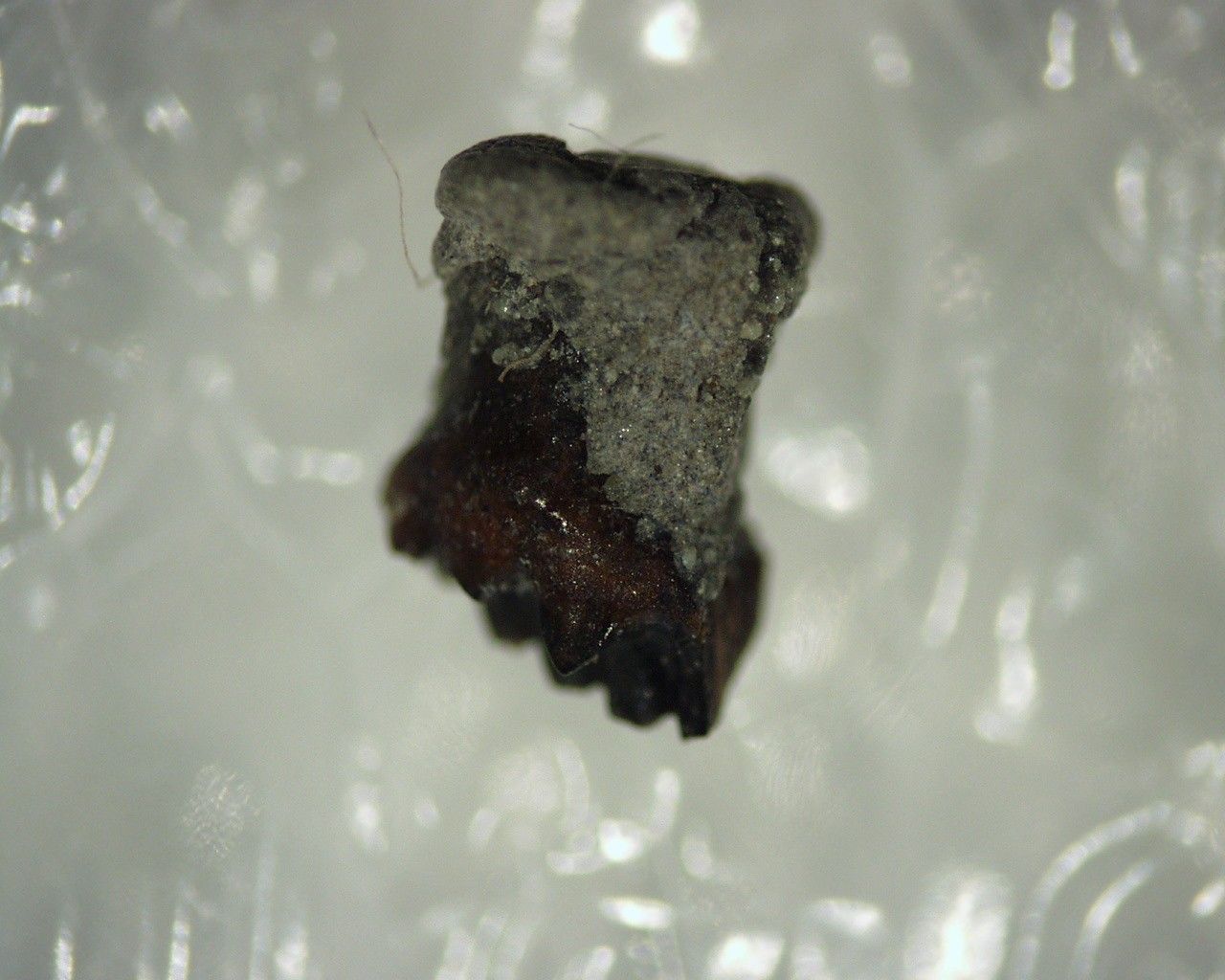 Cimolodon Marsh, 1889